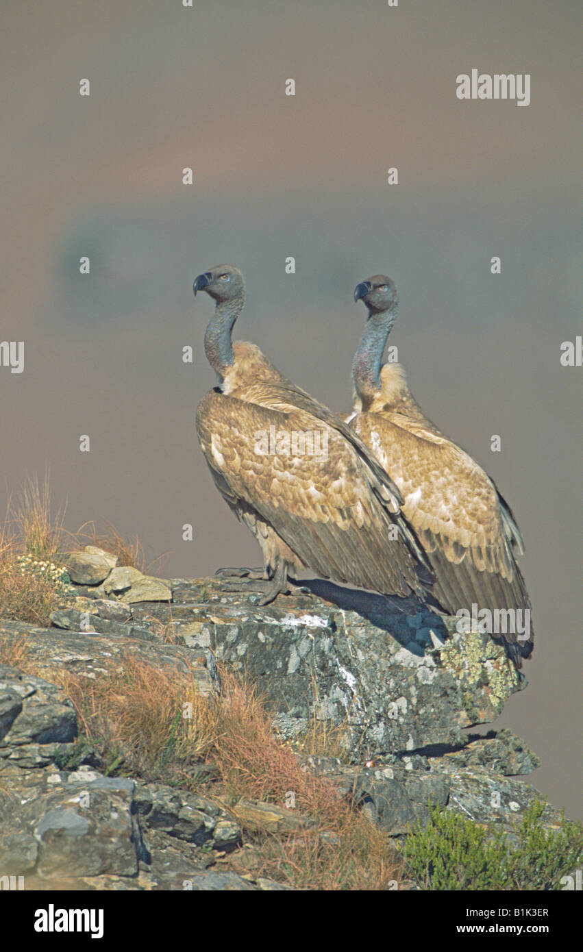 Cape Vultures perched on cliff (Gyps coprotheres) South Africa IUCN ...