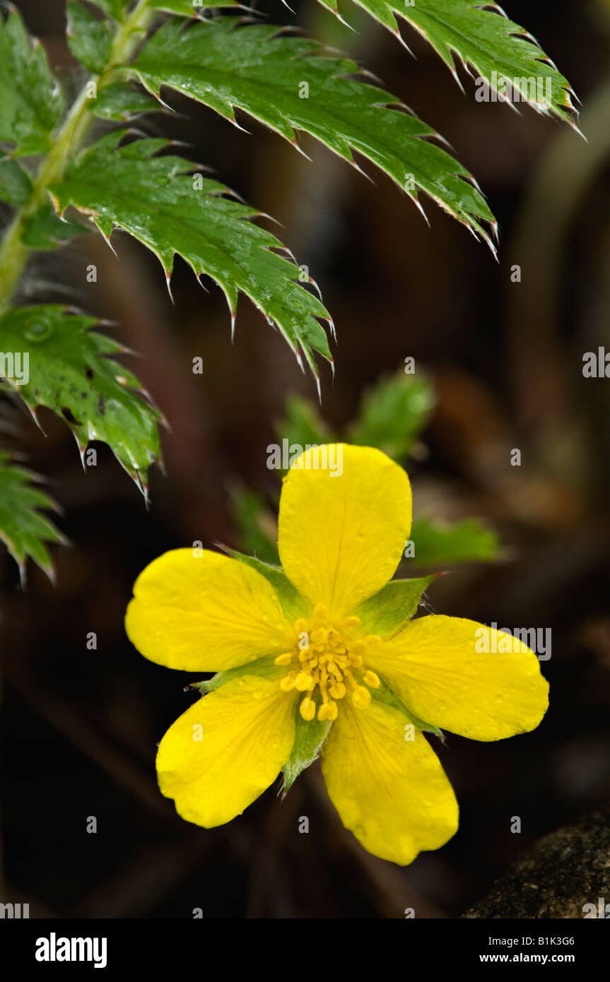 Silverweed Blossom and Leaf in Toft Point State Natural Area Door ...