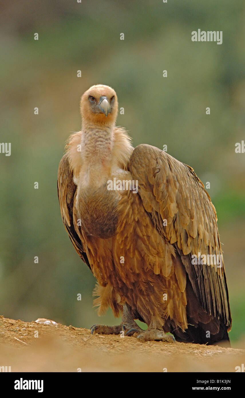Griffon Vulture (Gysp fulvus) Spain - Portrait Stock Photo - Alamy