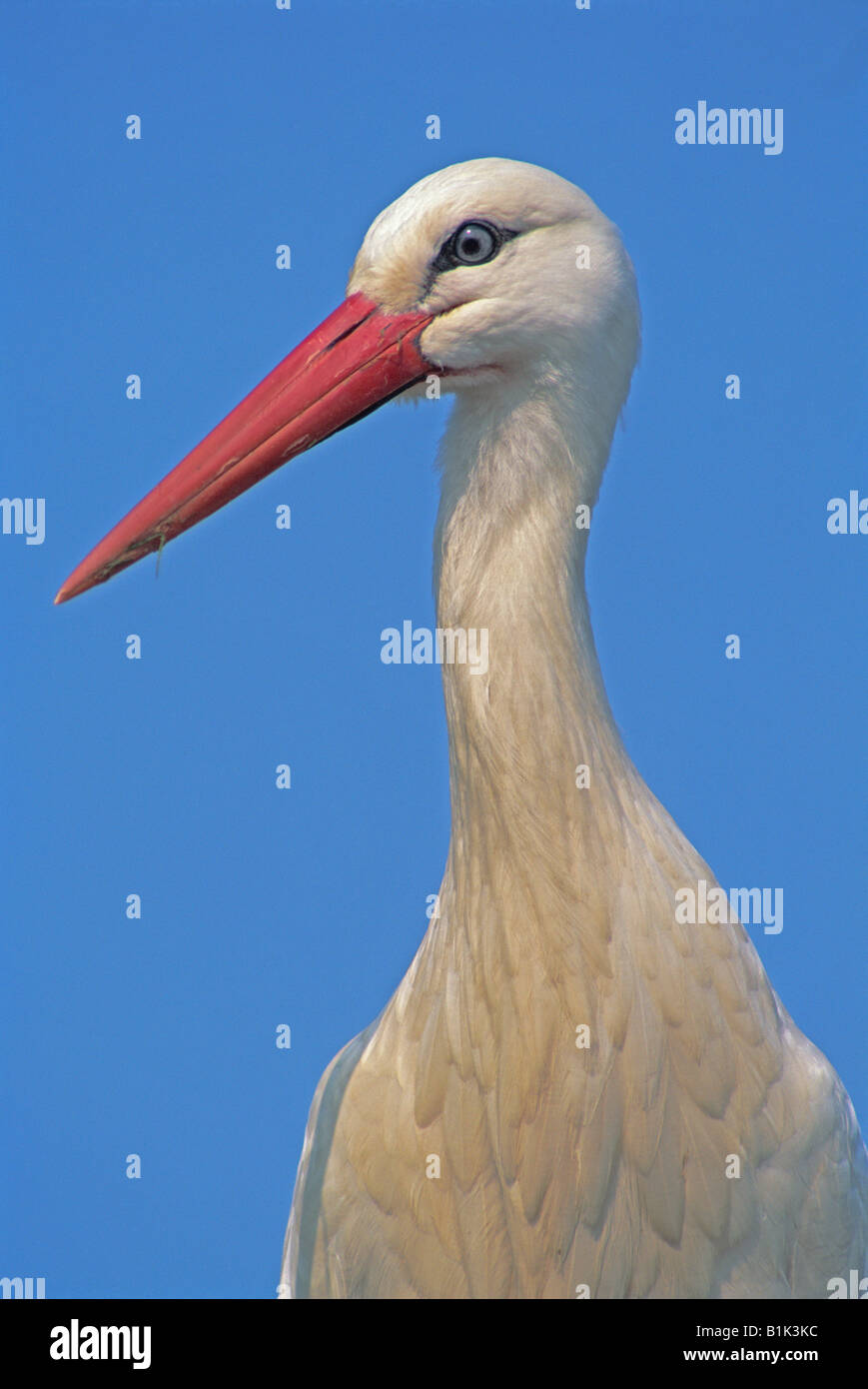 European White Stork (Ciconia ciconia) Portrait -Spain Stock Photo - Alamy