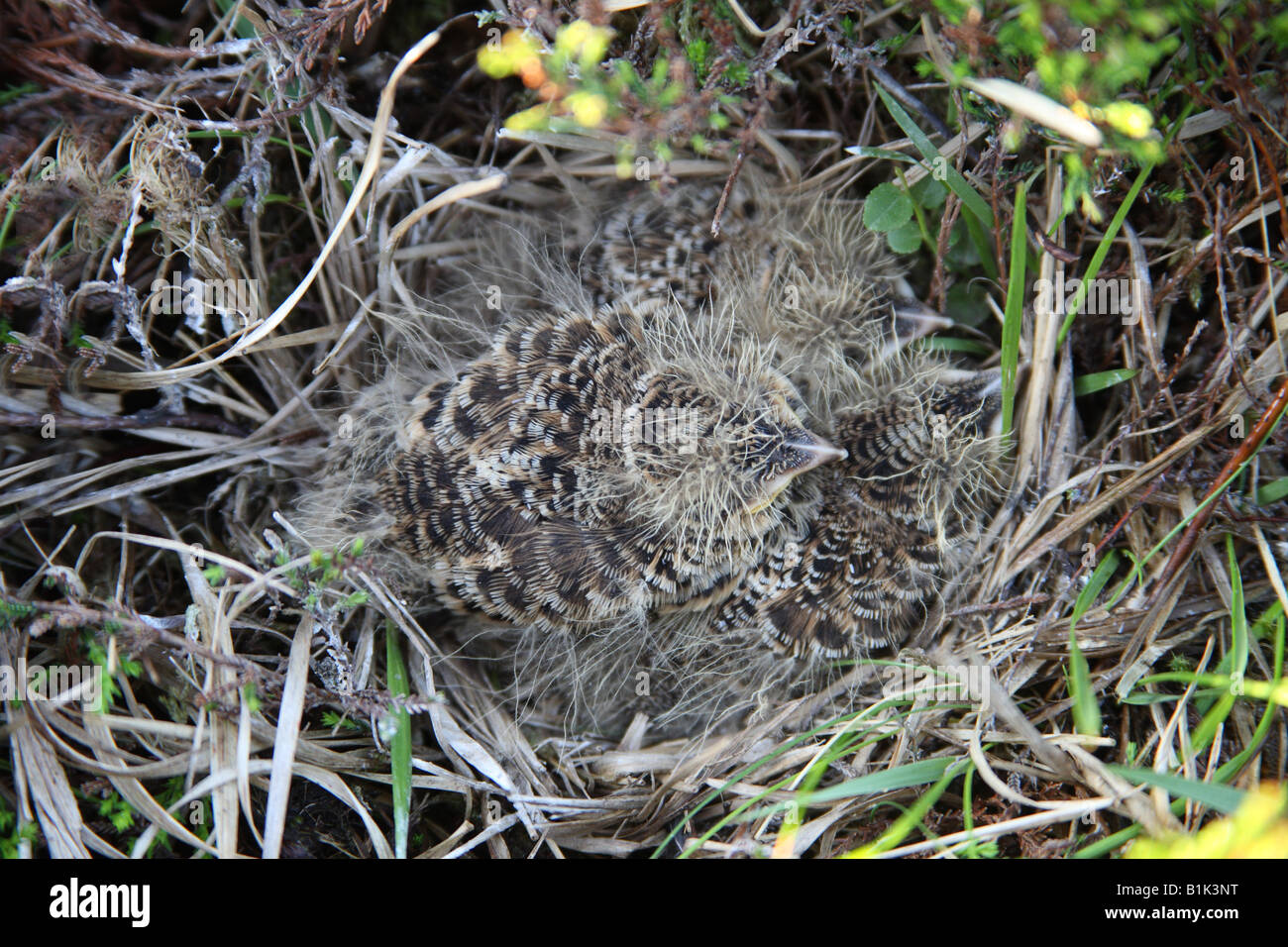 SKYLARK Alauda arvensis NEST CONTAINING FEATHERED CHICKS Stock Photo ...