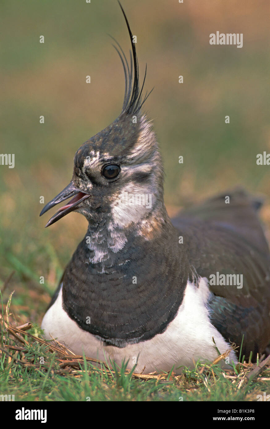 Northern lapwing calling england hi-res stock photography and images ...