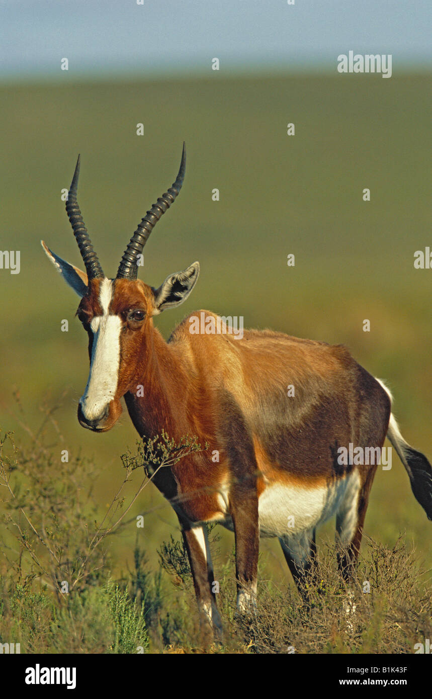 Extinct subspecies hi-res stock photography and images - Alamy