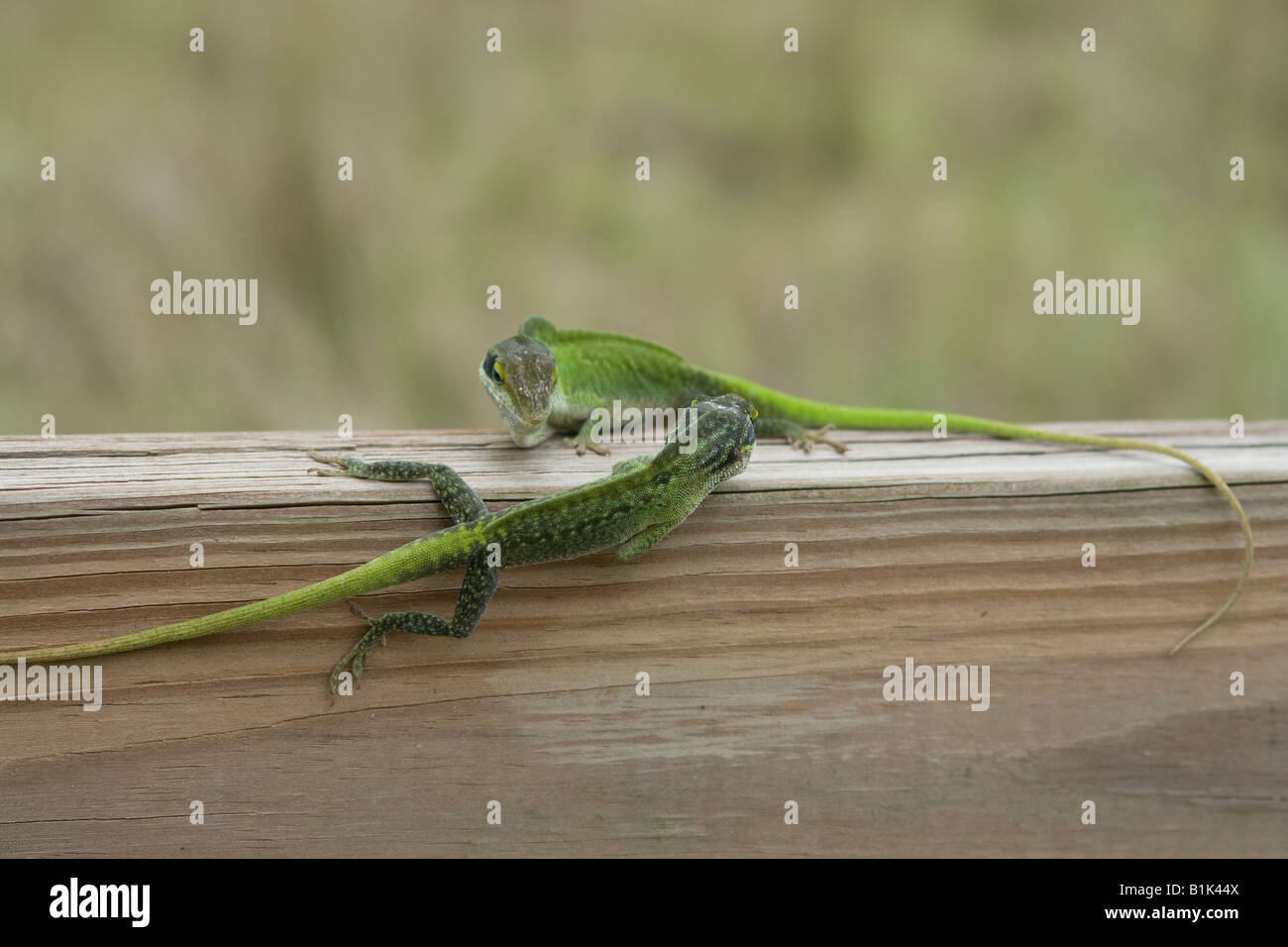 Fighting lizards hi-res stock photography and images - Alamy