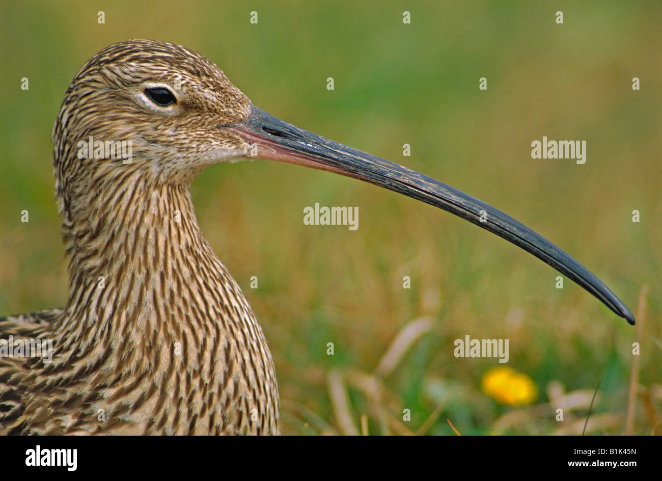 Birds with long curved beaks hi-res stock photography and images - Alamy
