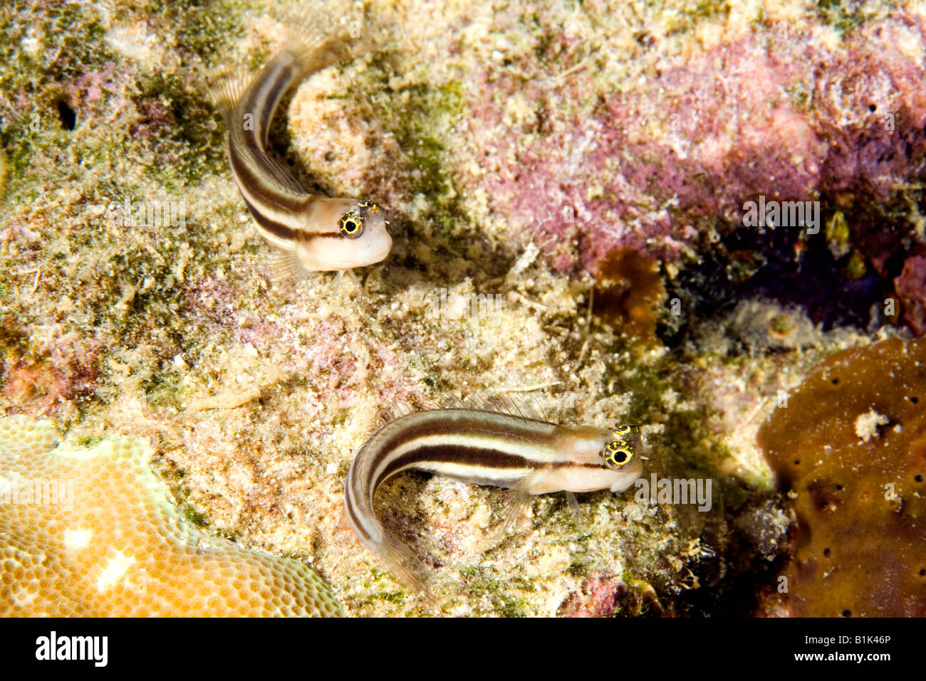 Combtooth hi-res stock photography and images - Alamy