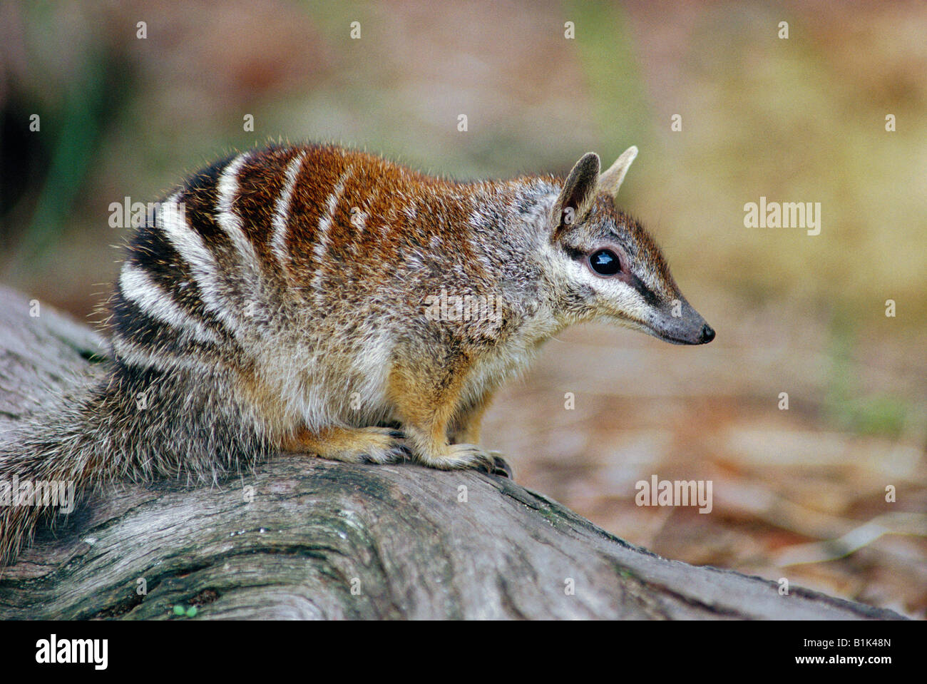 Baby Numbat
