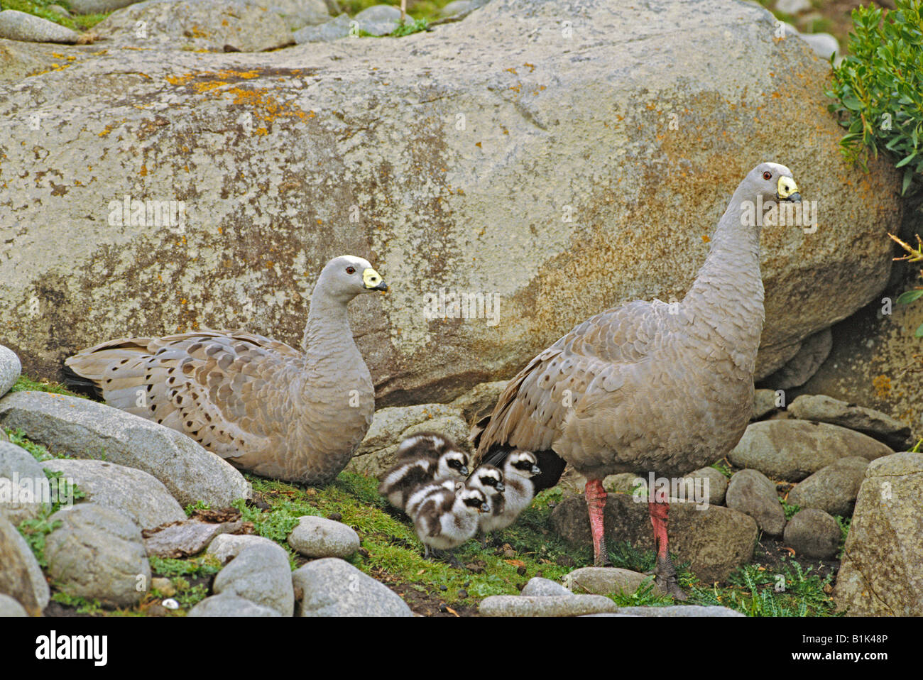 Cape Barren Geese (Cereopsis novaehollandiae) Australia - With young ...