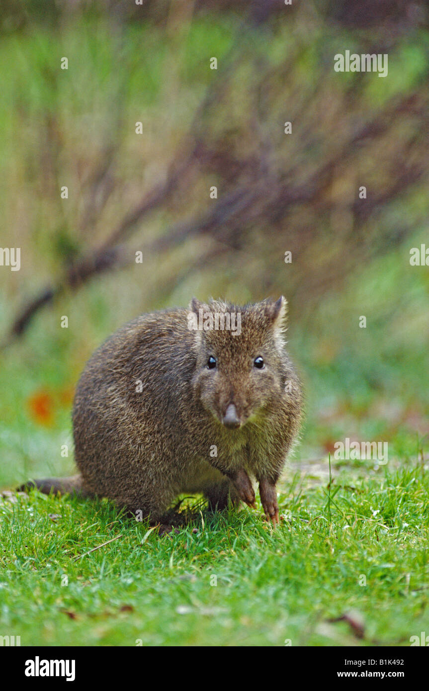 Wallaby rat hi-res stock photography and images - Alamy