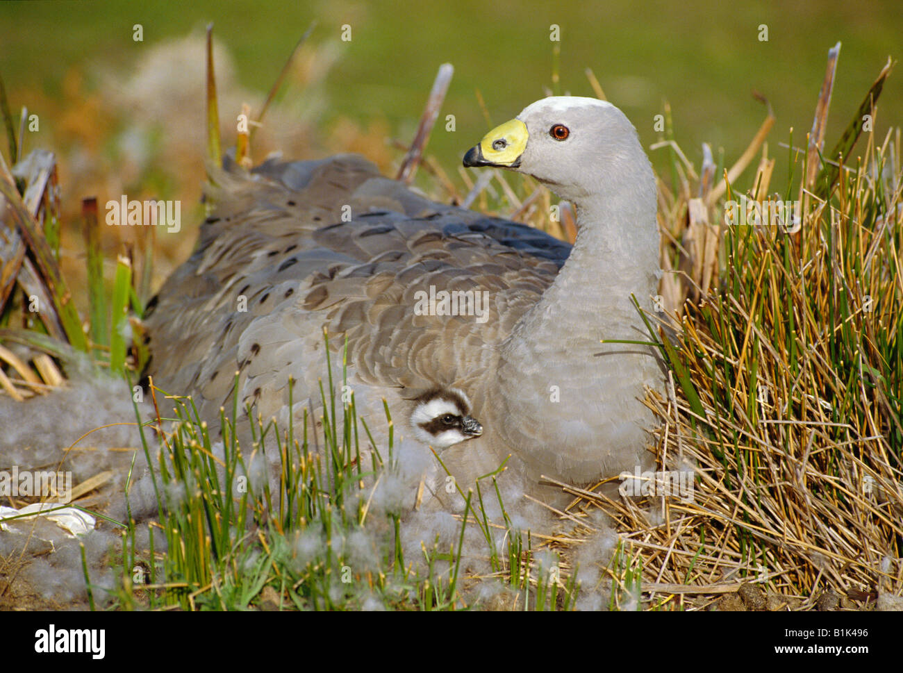 Hatchling hatched bird adult australia australian fowl goose family hi ...