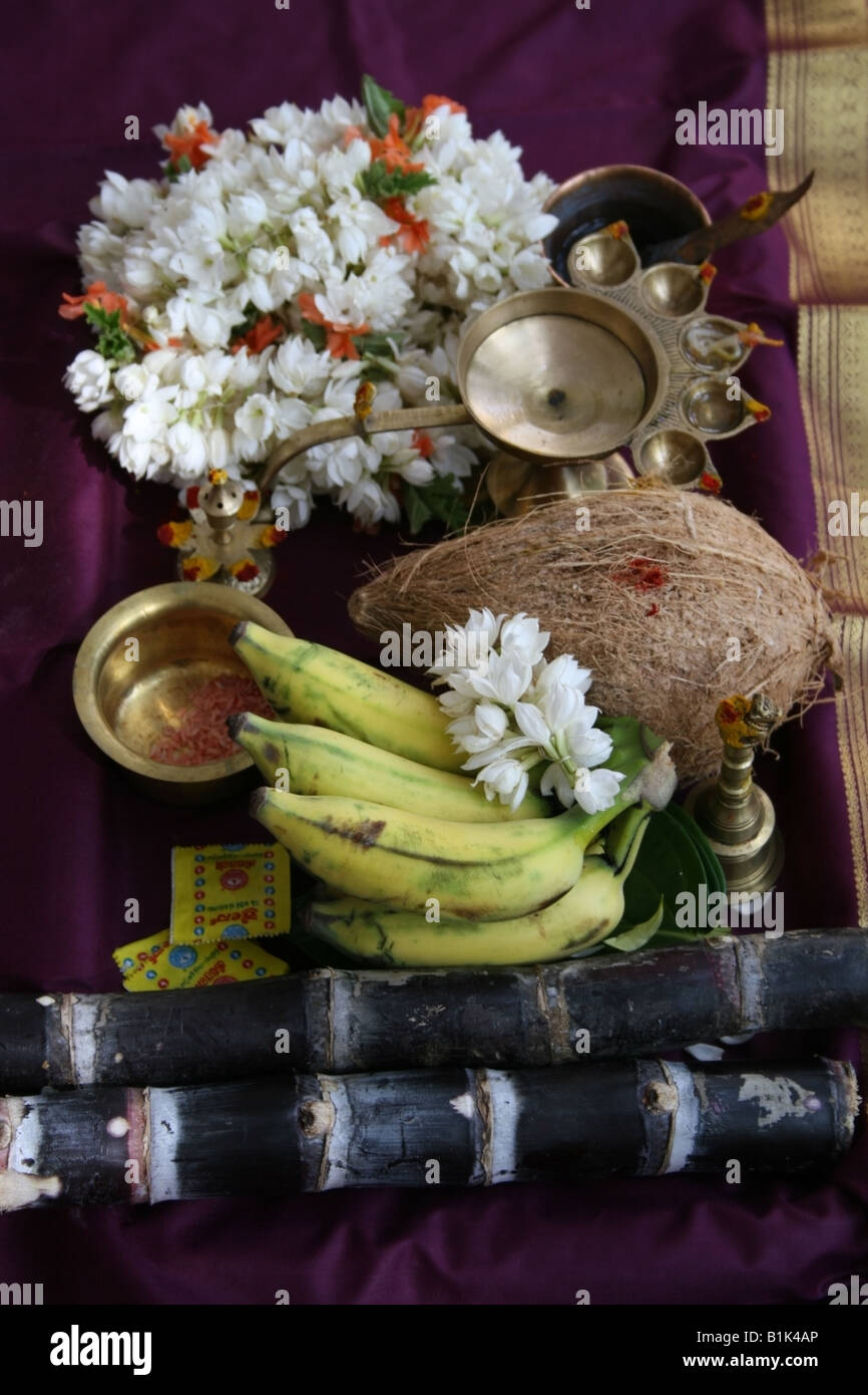 Special pooja offerings including sugar cane harvest for Surya the sun ...