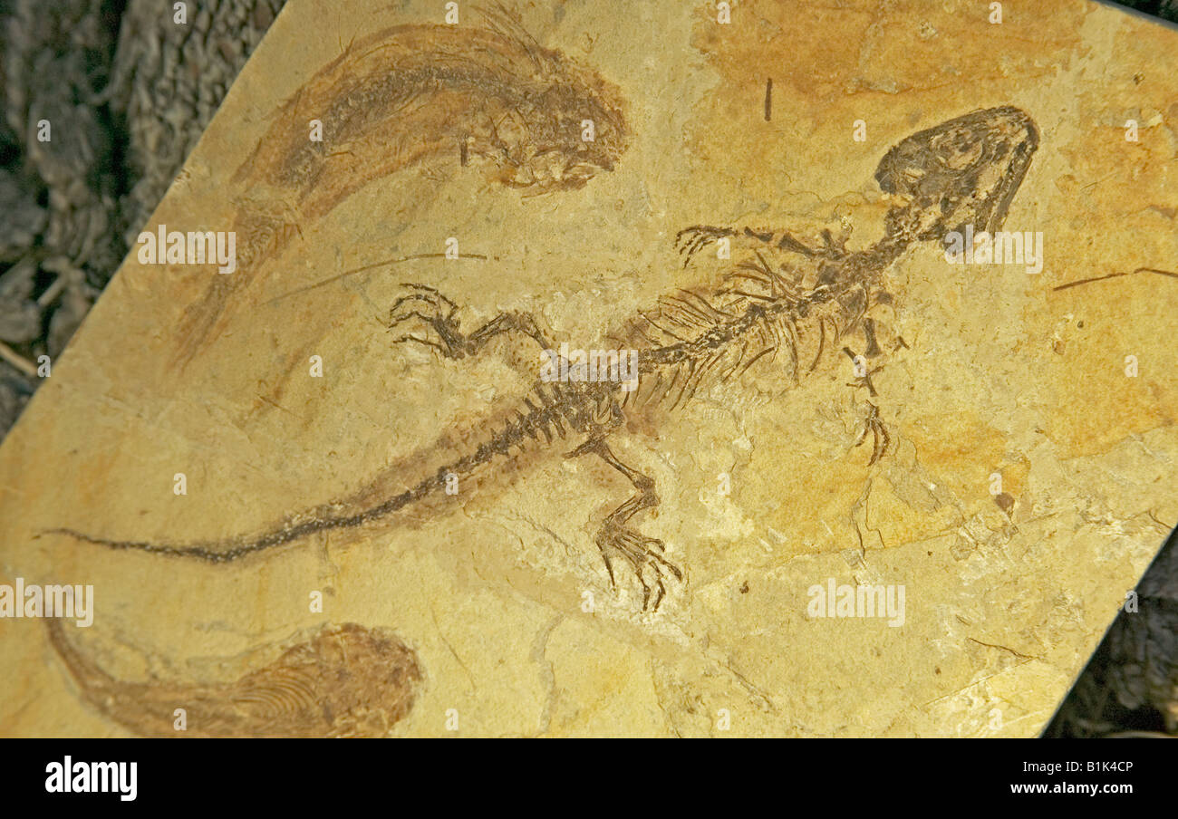 China fossil hi-res stock photography and images - Alamy