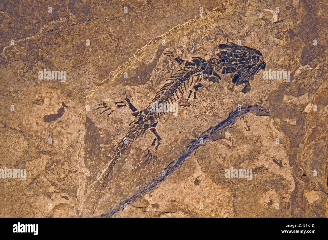 Permian amphibia hi-res stock photography and images - Alamy