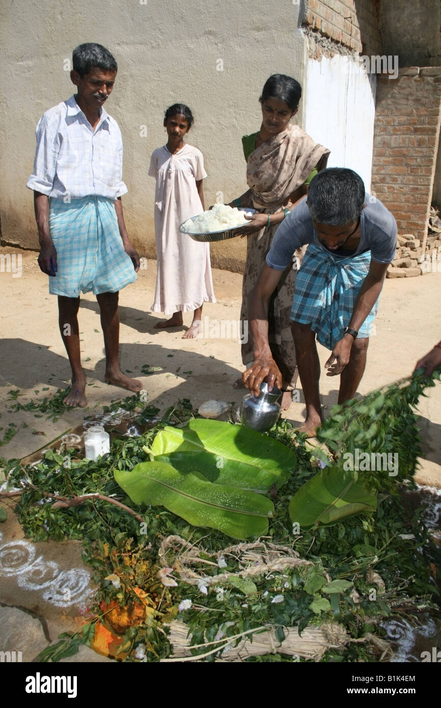 Villagers in rural India prepare a special cow pooja to thank Surya for ...