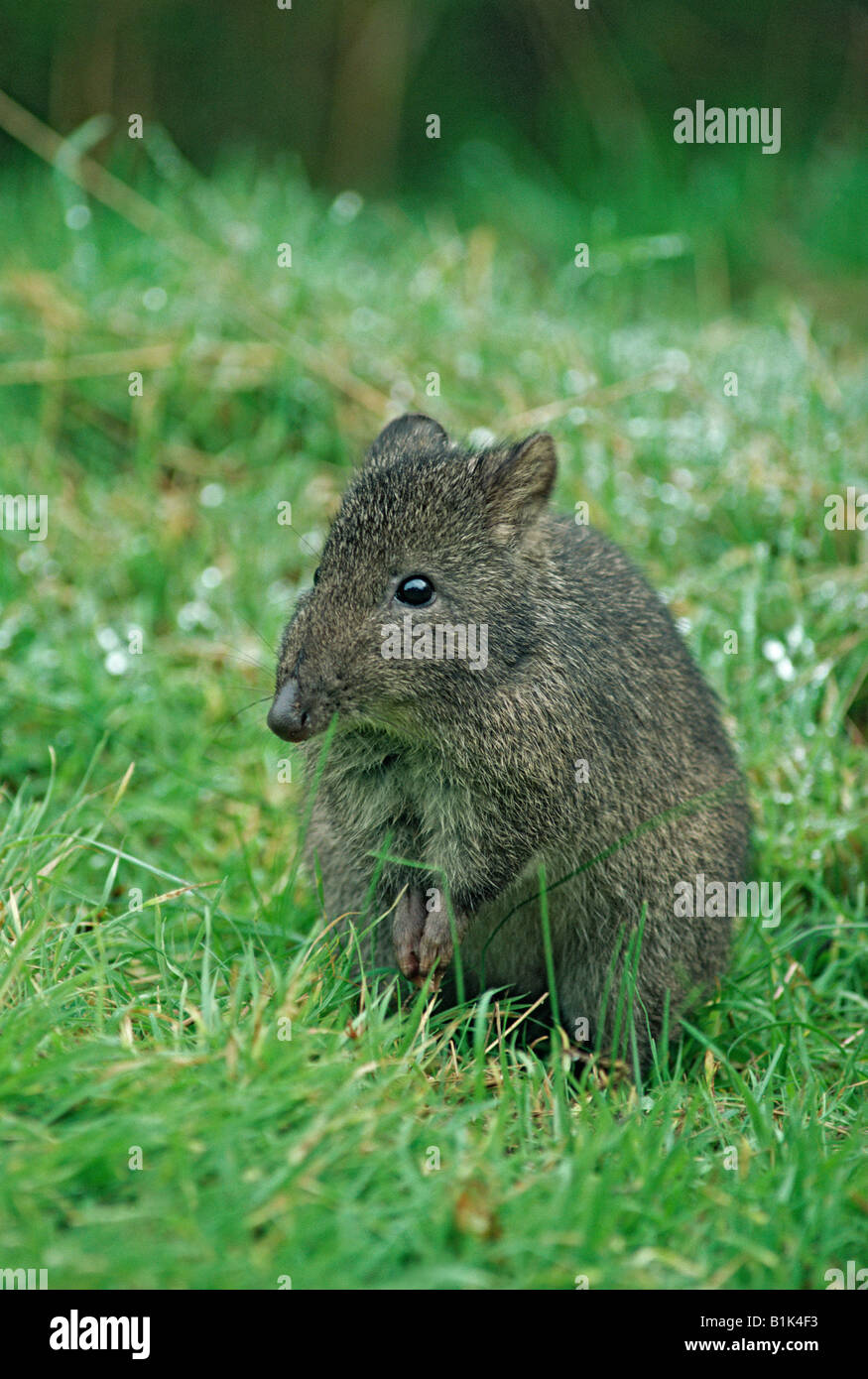 Potoroo Australia High Resolution Stock Photography and Images - Alamy
