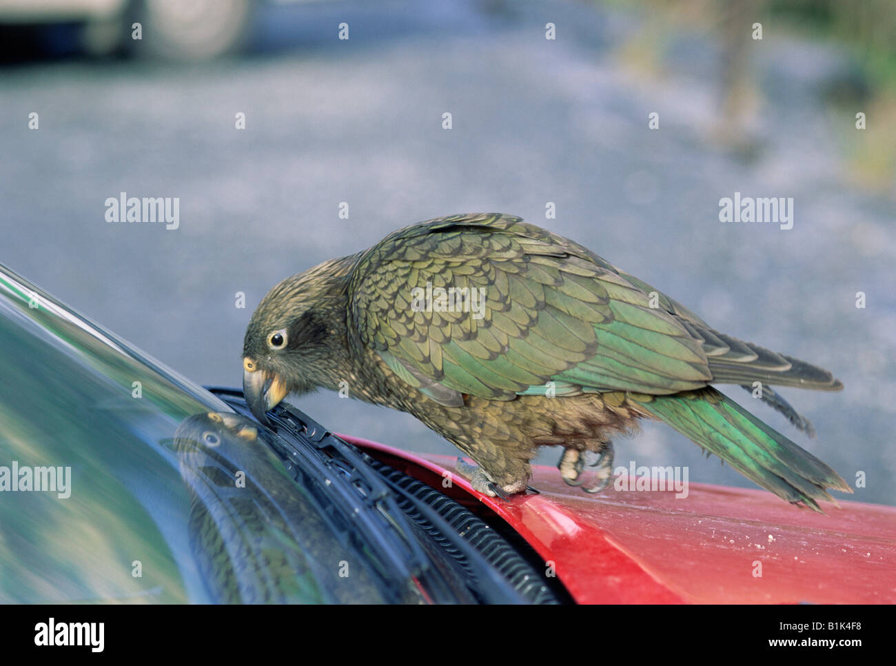 Kea parrot new zealand play hi-res stock photography and images - Alamy