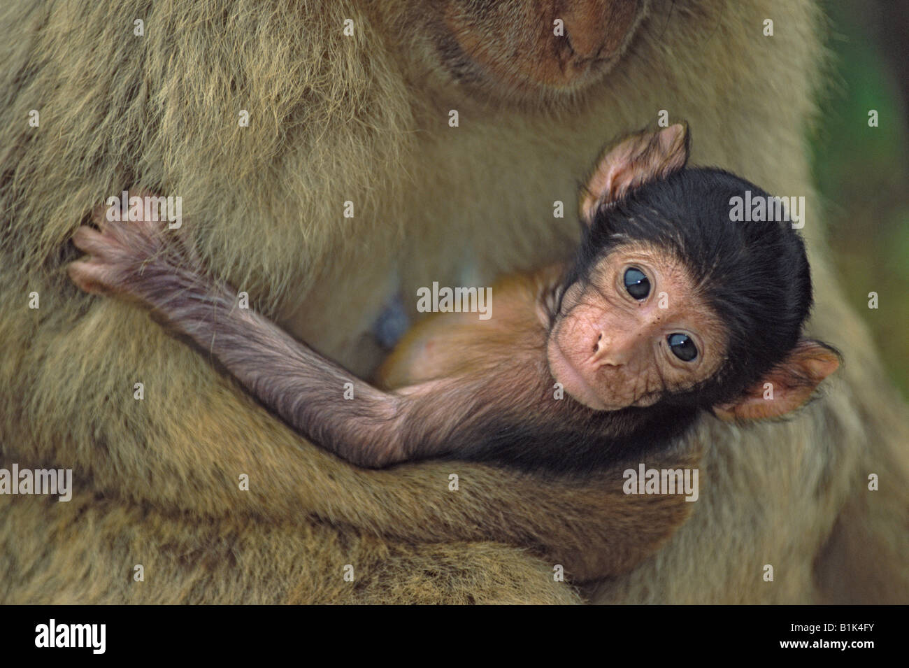 Barbary Macaque (Macaca sylvanus) Gibralter - Mother and young - IUCN ...