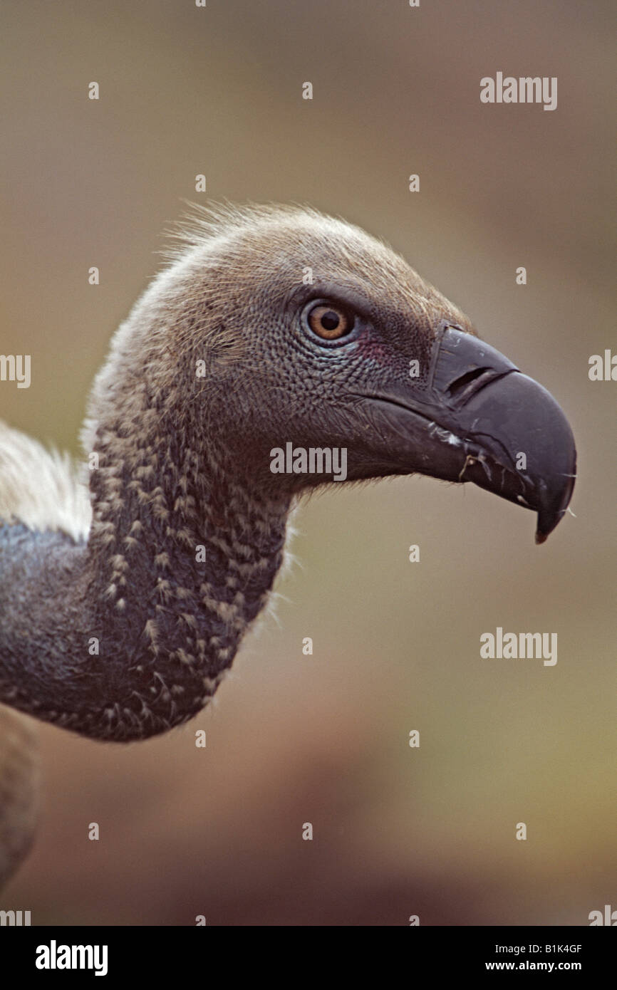 Griffon Vulture (Gysp fulvus) Portrait - Spain Stock Photo - Alamy