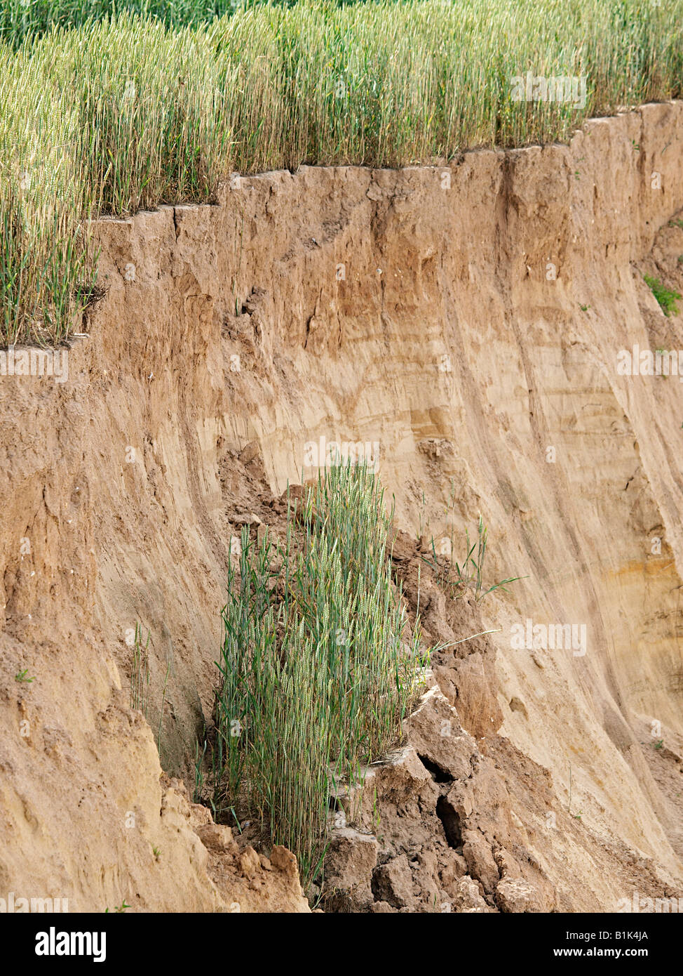CEREAL CROP BEING GROWN CLOSE TO SOFT SANDY CLIFF EDGE AND SLIPPING TO ...