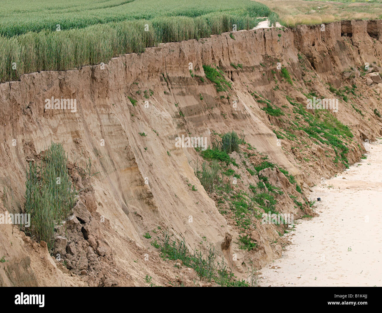 CEREAL CROP BEING GROWN CLOSE TO SOFT SANDY CLIFF EDGE AND SLIPPING TO ...