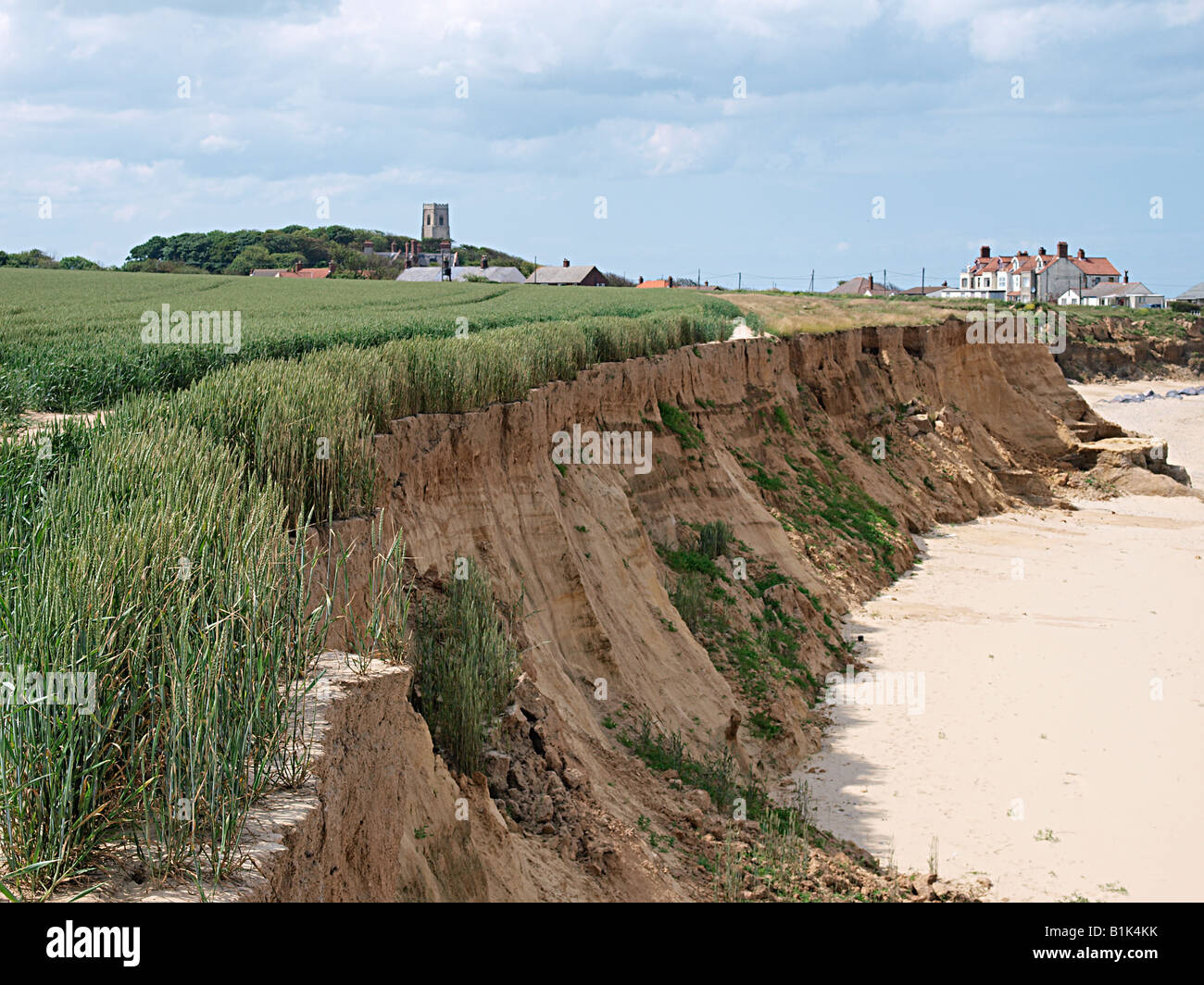 CEREAL CROP BEING GROWN CLOSE TO SOFT SANDY CLIFF EDGE AND SLIPPING TO ...