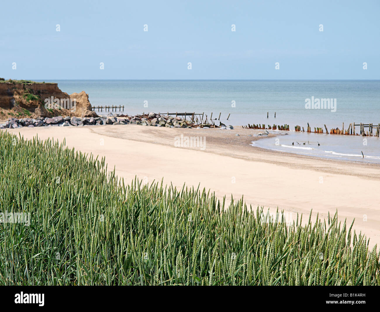 CEREAL CROP BEING GROWN CLOSE TO SOFT SANDY CLIFF EDGE WITH BEACH SEA ...