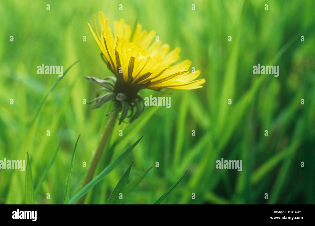 Close up at ground level of single backlit flowerhead of Common ...