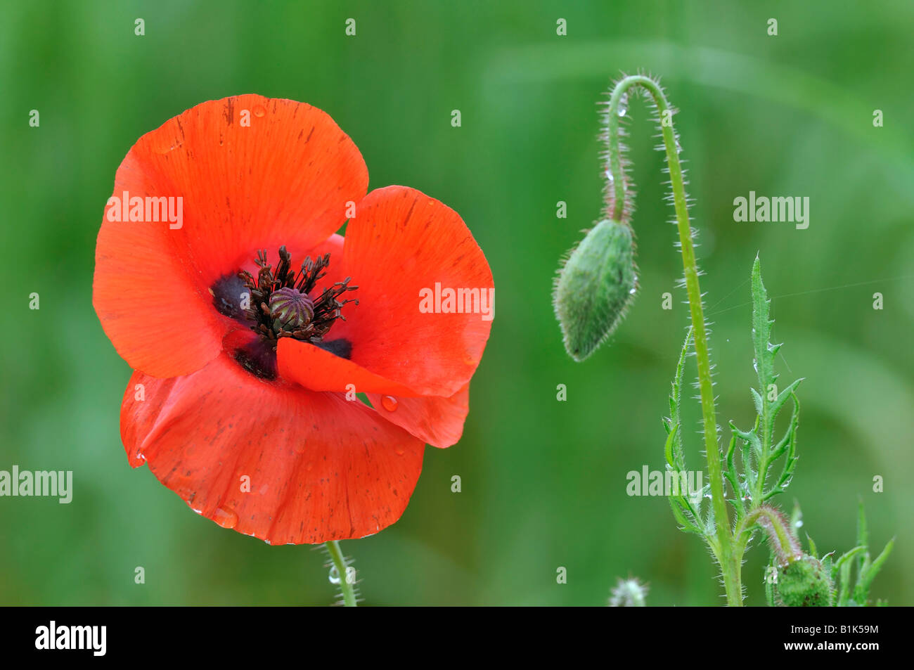 Common Poppy Papaver rhoeas Single flower and bud Stock Photo - Alamy