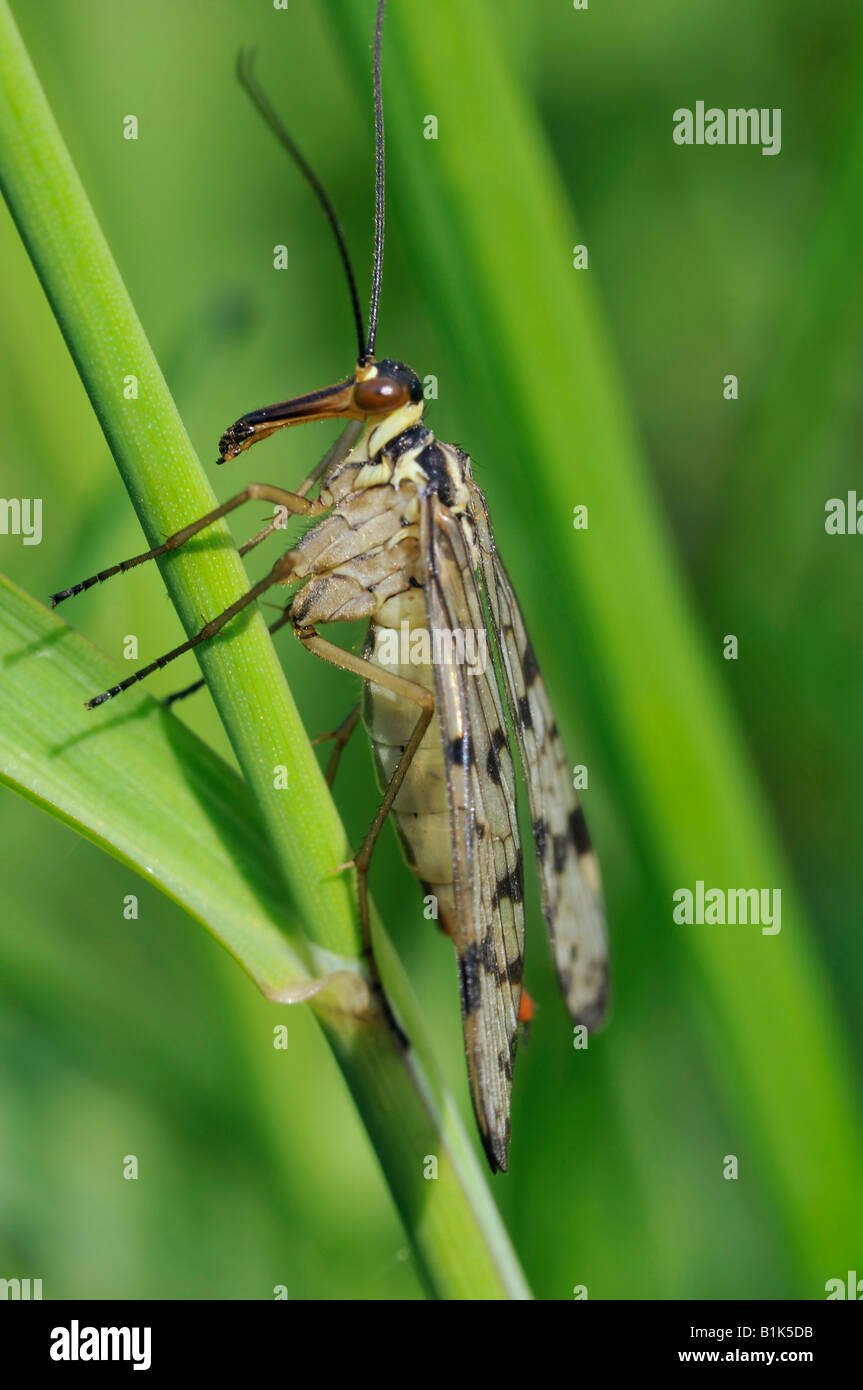 Scorpion Fly Panorpa communis Female Stock Photo - Alamy