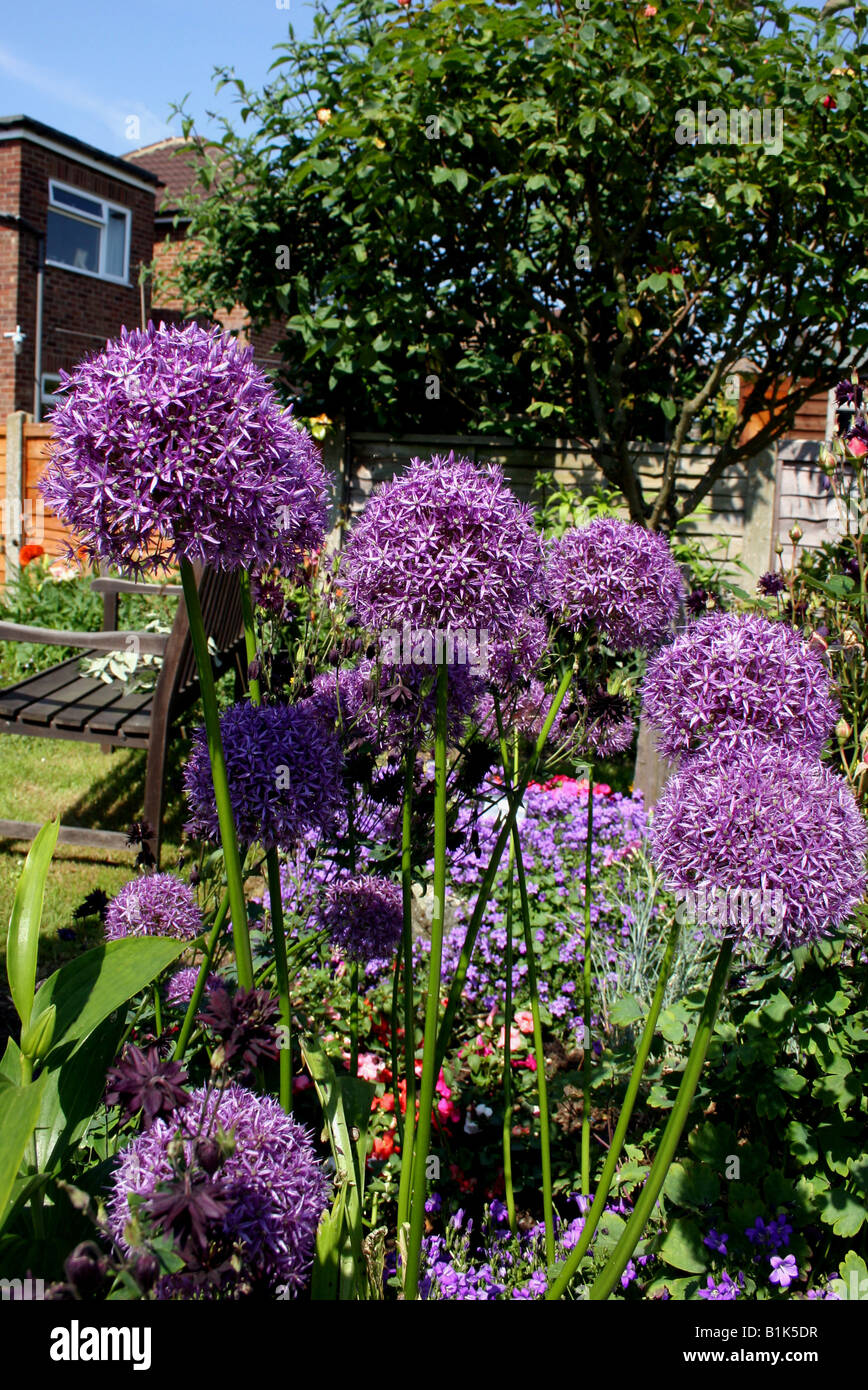 ALLIUM PURPLE SENSATION Stock Photo - Alamy
