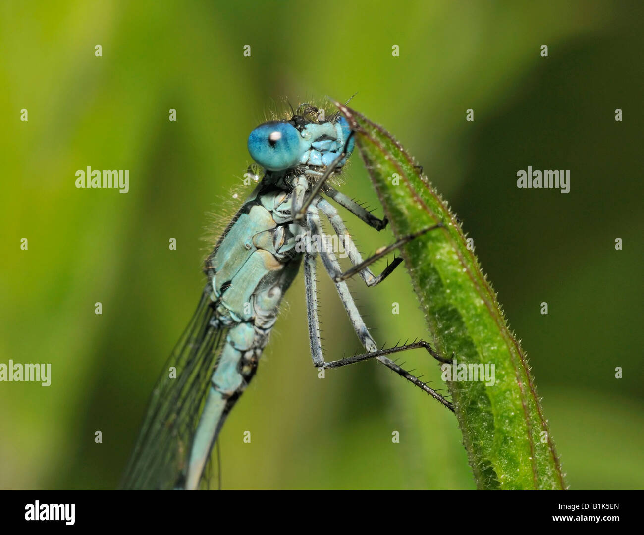 Common Blue Damselfly Enallagma cyathigerum Male closeup Stock Photo ...