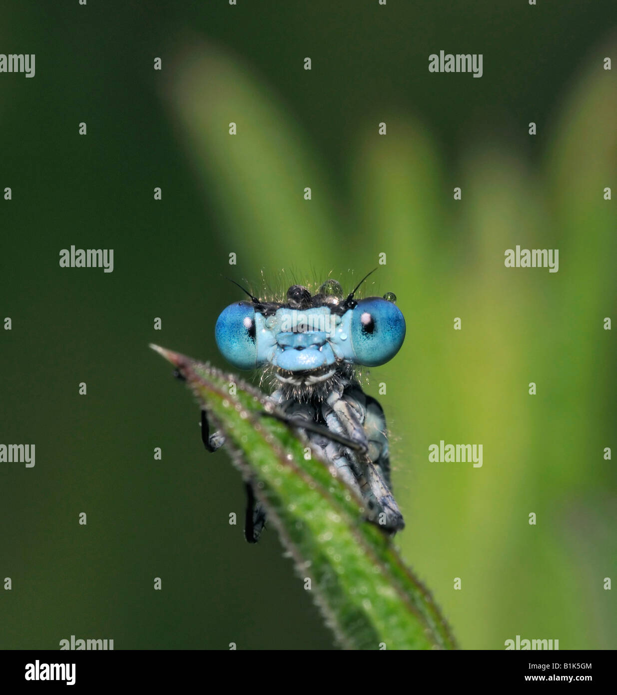 Common Blue Damselfly Enallagma cyathigerum Male closeup Stock Photo ...
