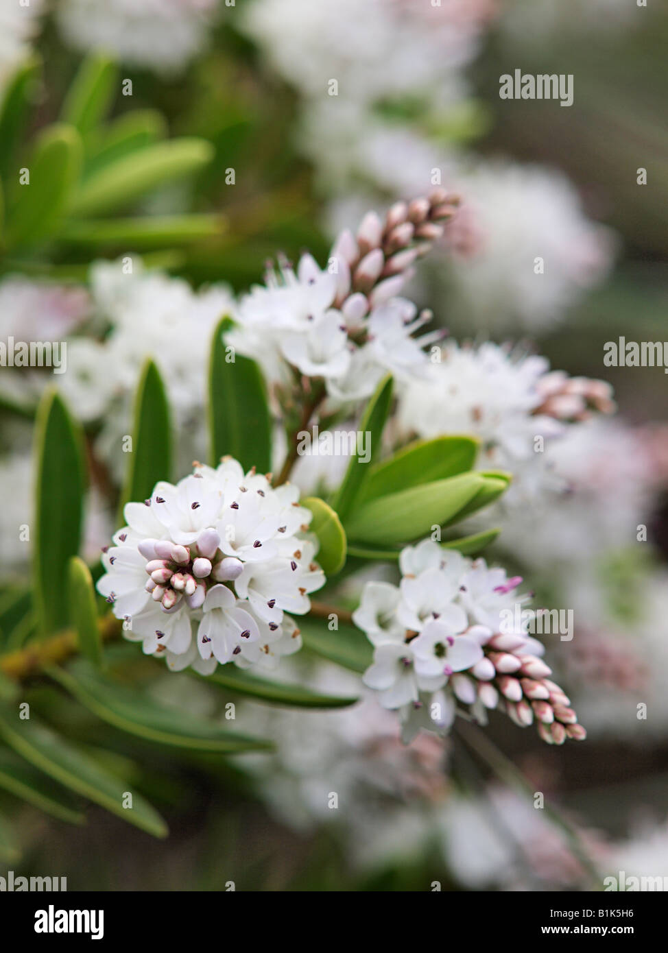 White hebe flower hi-res stock photography and images - Alamy
