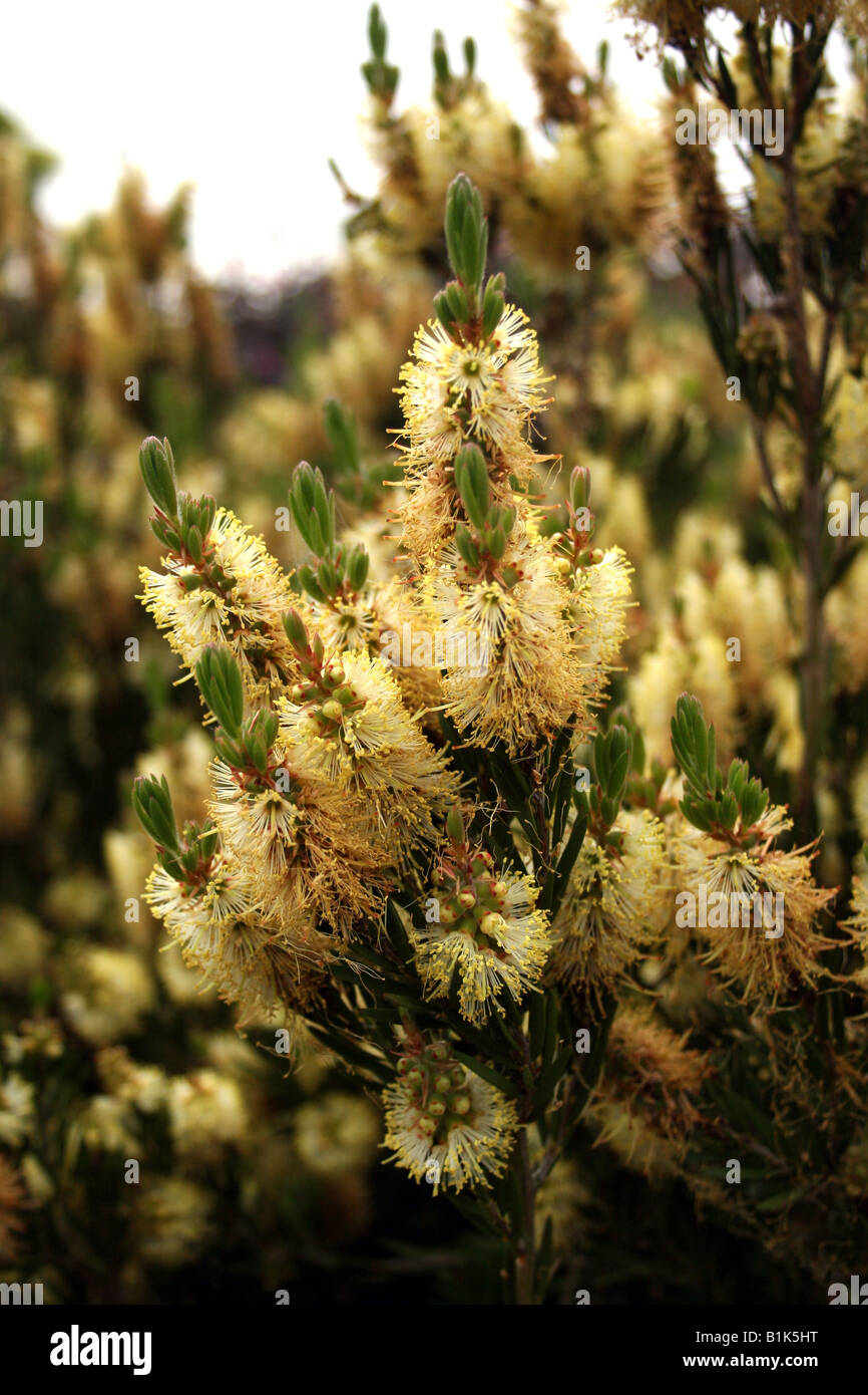 CALLISTEMON SALIGNUS. BOTTLEBRUSH PLANT Stock Photo - Alamy