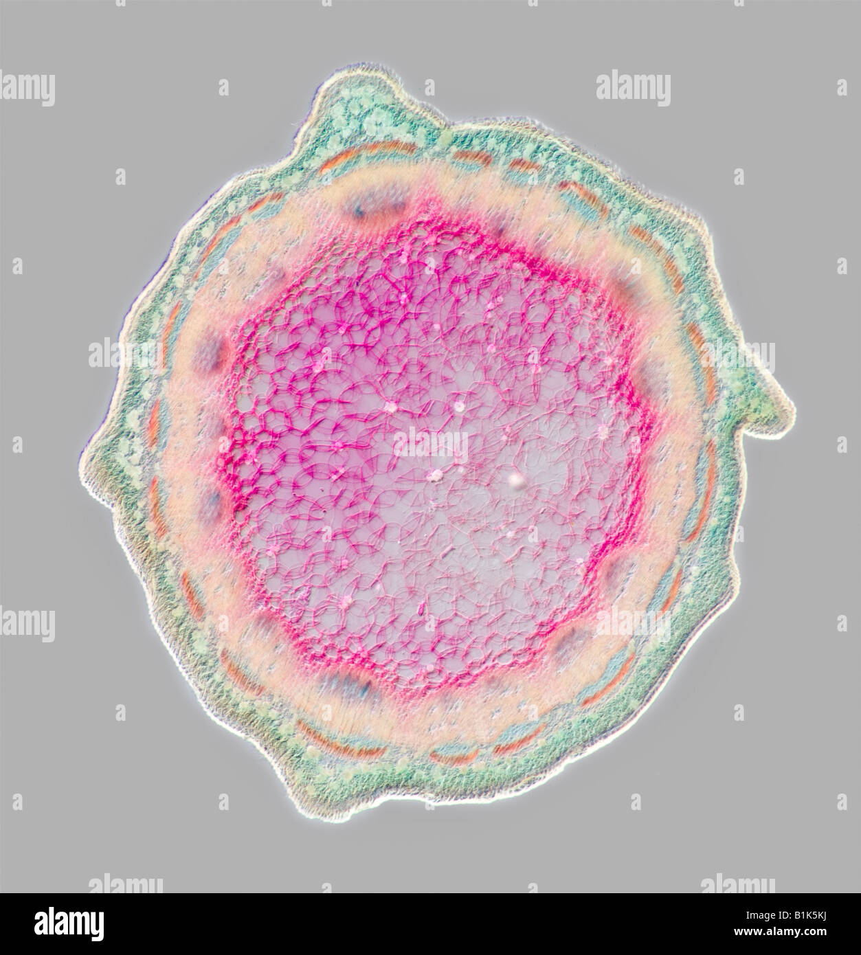 Xylem and phloem hi-res stock photography and images - Alamy
