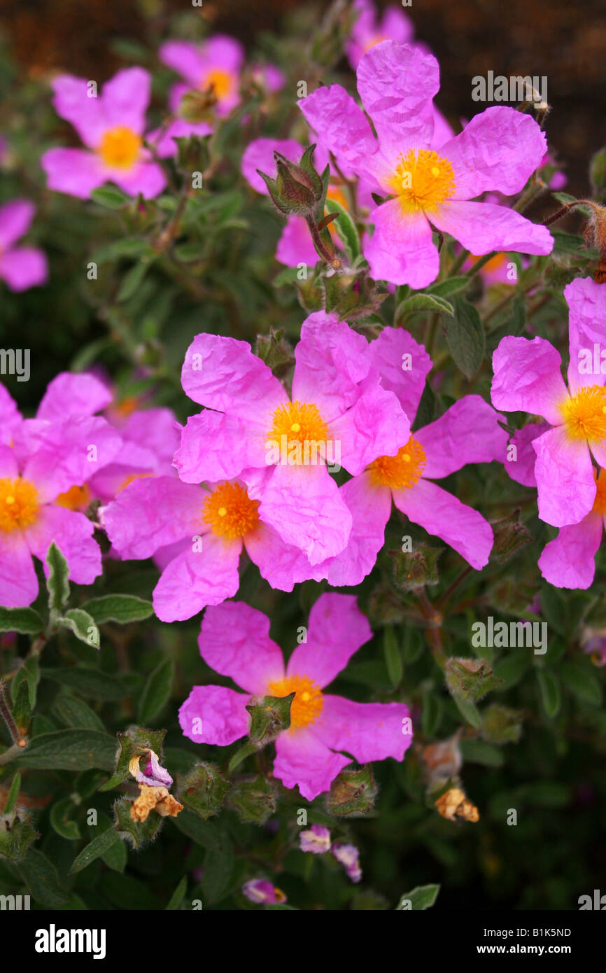 CISTUS CRETICUS. ROCK ROSE. SUN ROSE Stock Photo - Alamy