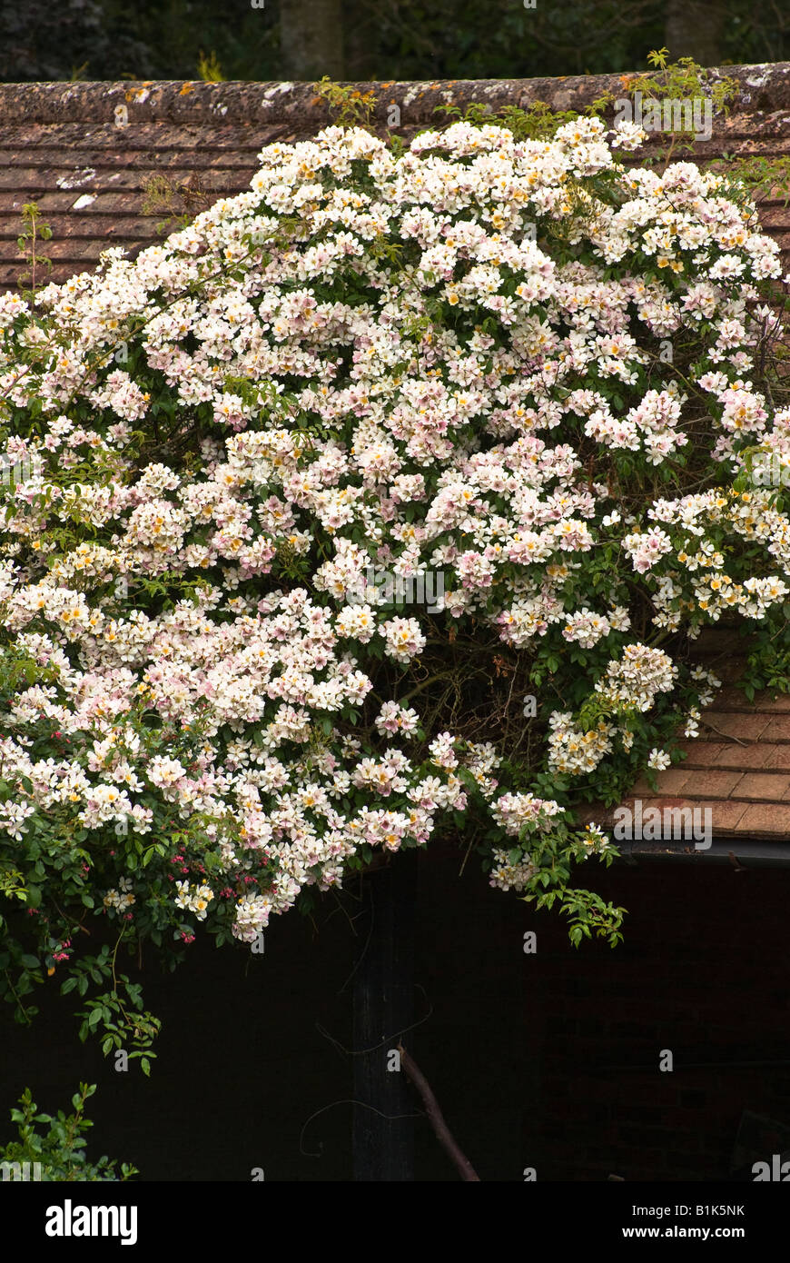 Climbing Rambler White Rose High Resolution Stock Photography and ...