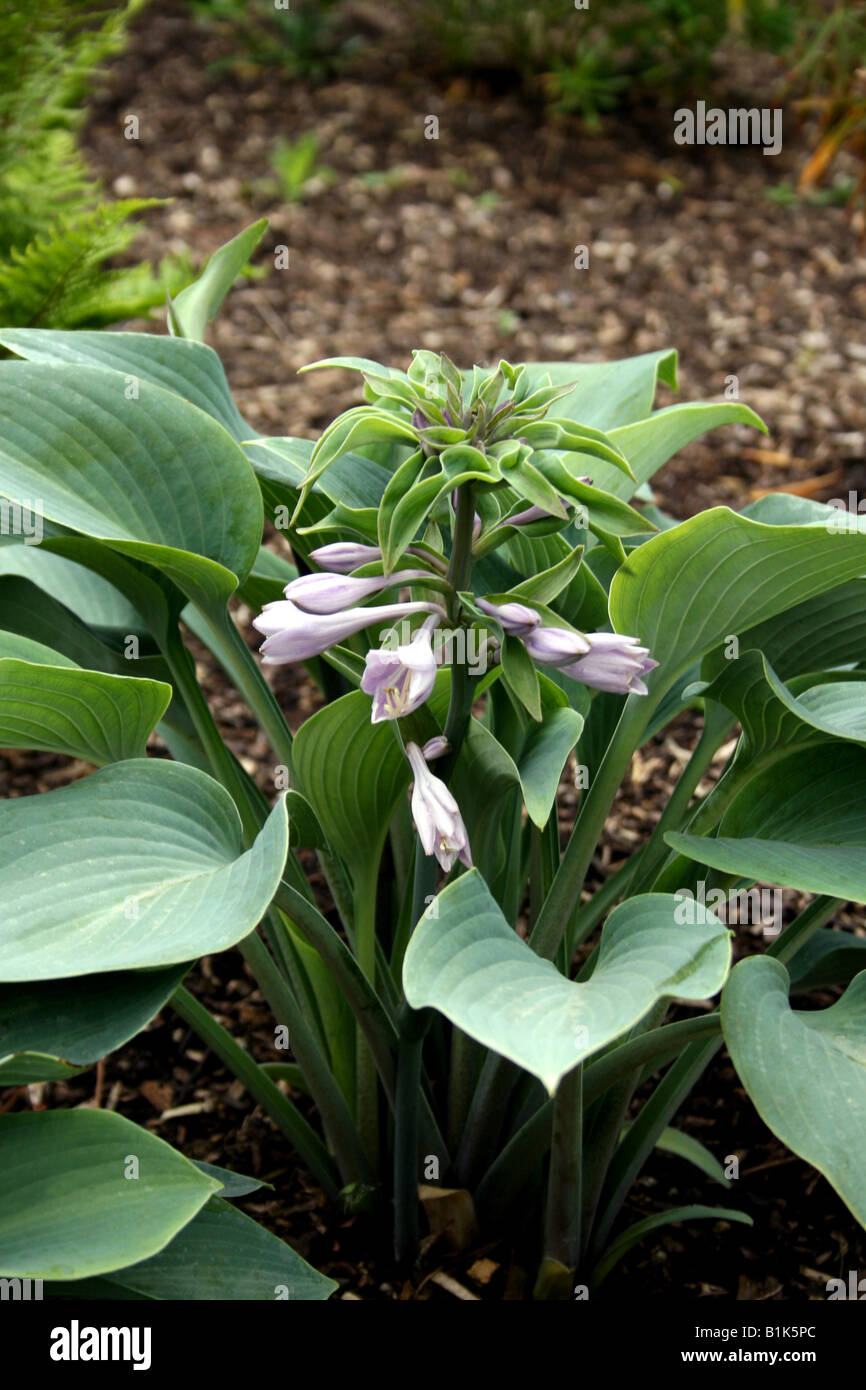 HOSTA HALCYON. PLANTAIN LILY. TARDIANA GROUP Stock Photo - Alamy
