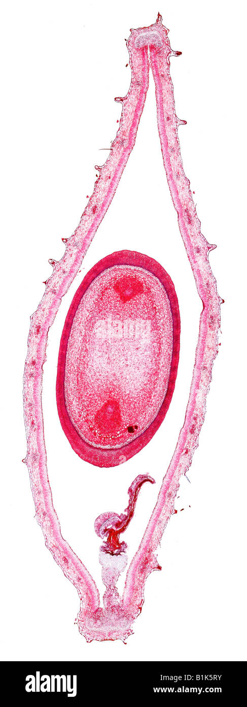 L section Cut Out Stock Images & Pictures - Alamy