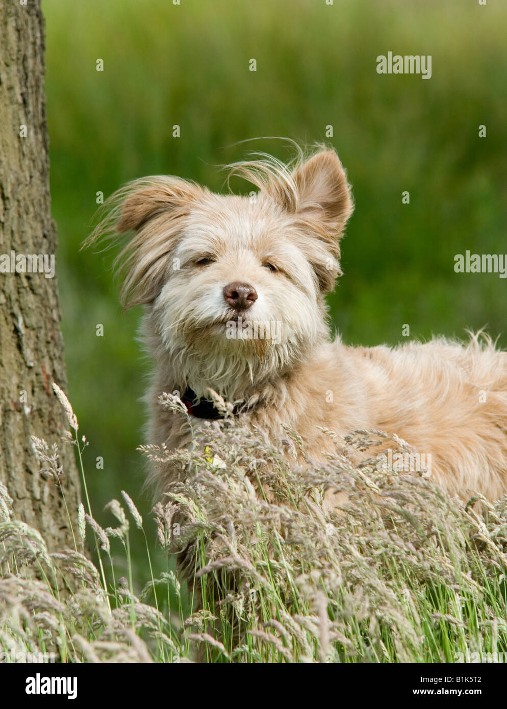 Cute, fluffy, unusual k9 dog in relaxed pose with adorable fluffy ears ...