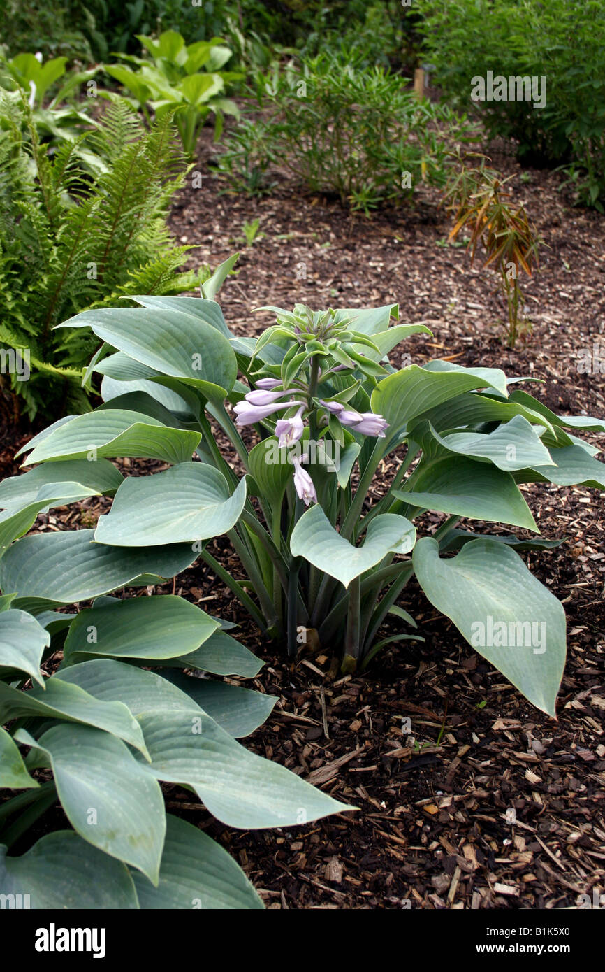 Flowering hostas hi-res stock photography and images - Alamy