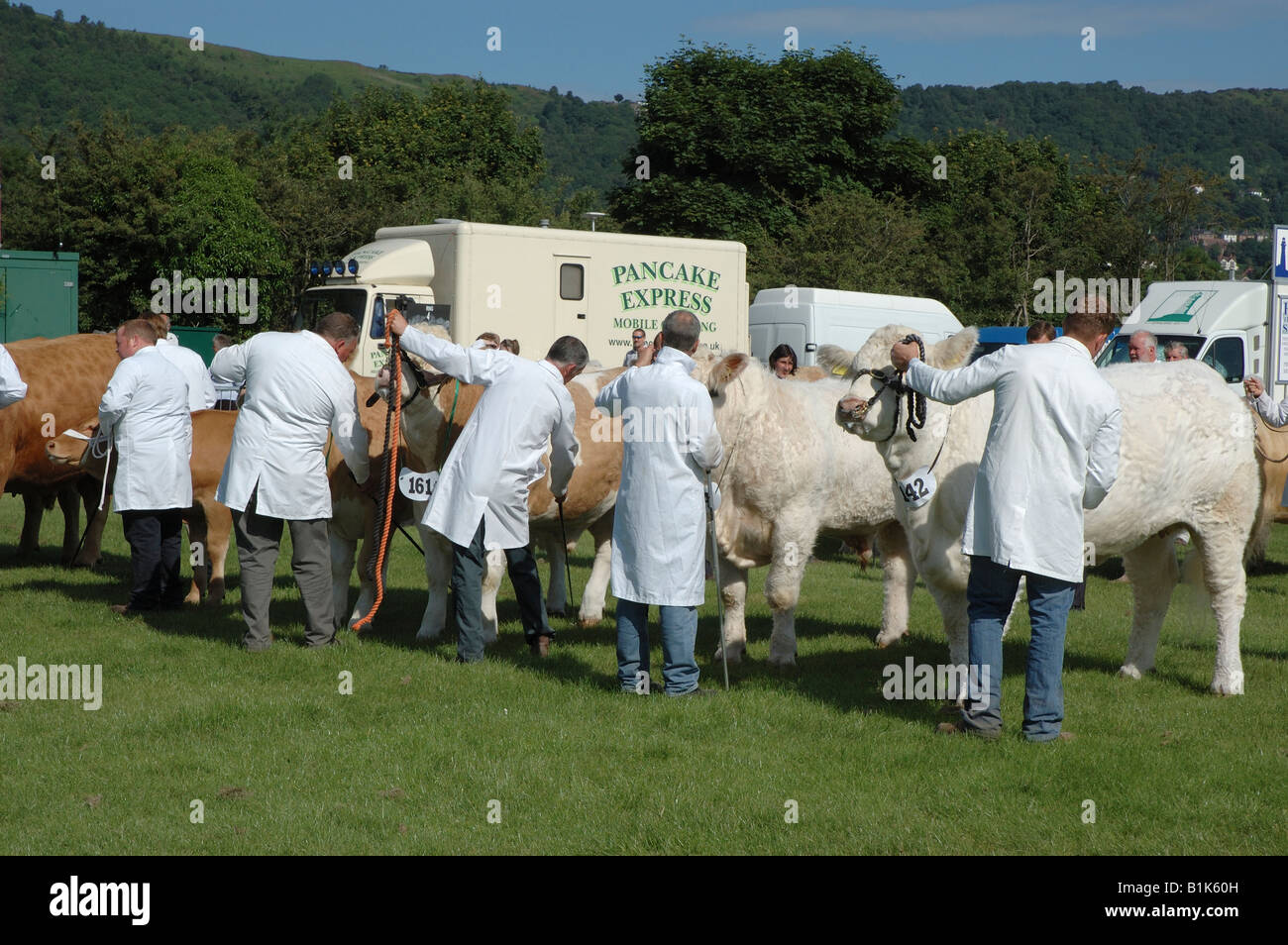 Cattle at show Stock Photo - Alamy
