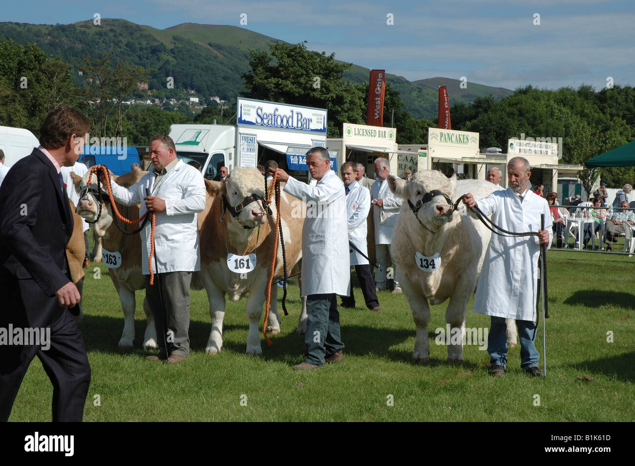 Cattle at show Stock Photo - Alamy