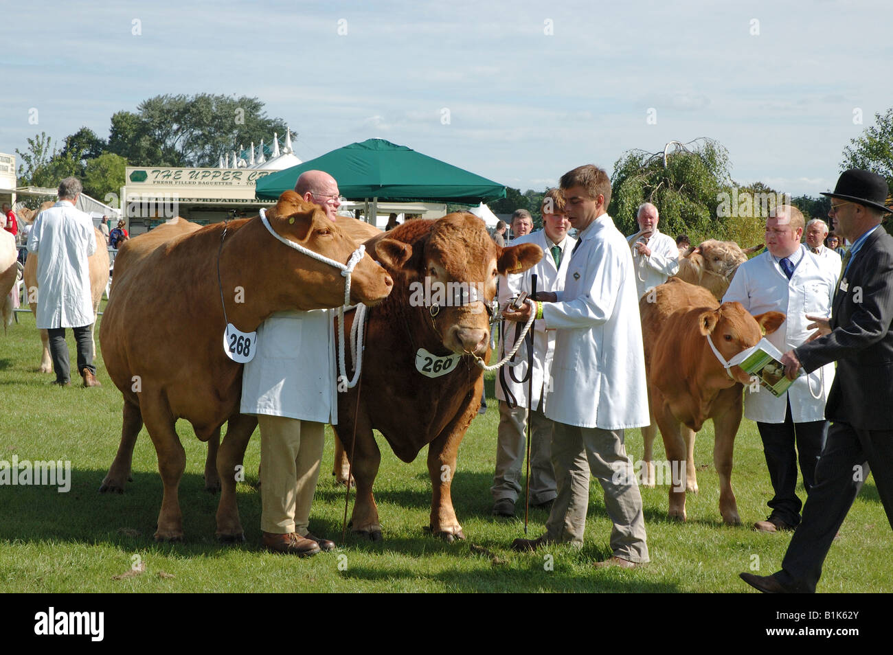 Cattle at show Stock Photo - Alamy