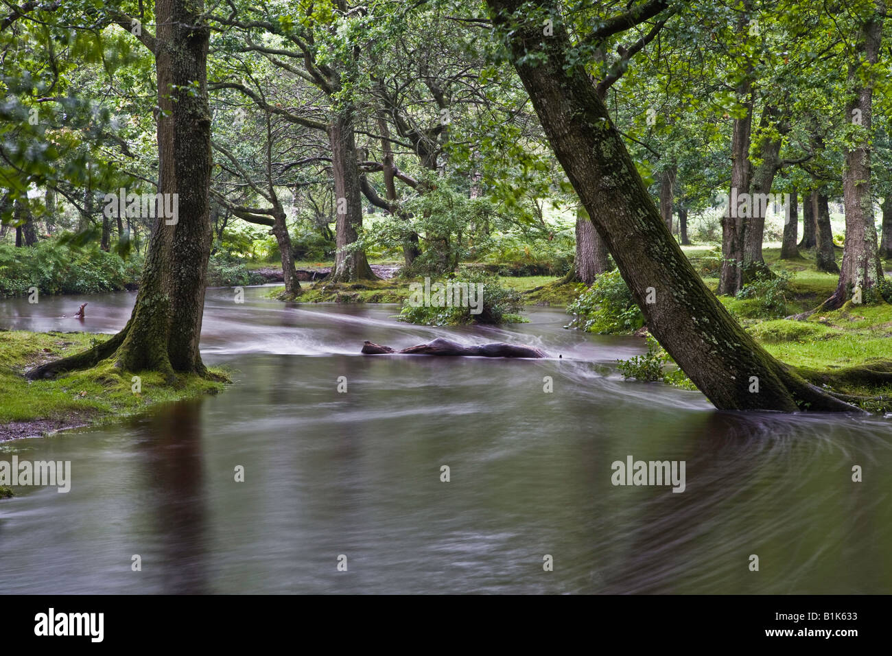 Blackwater Stream in The New Forest after heavy rain Stock Photo - Alamy