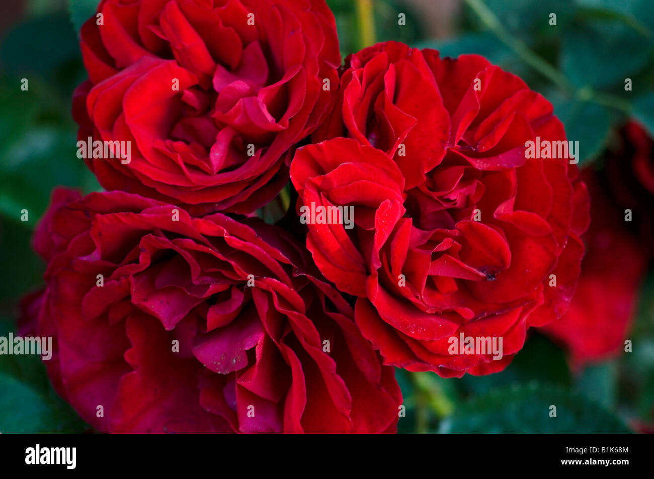 Red crimson rose petals hi-res stock photography and images - Alamy