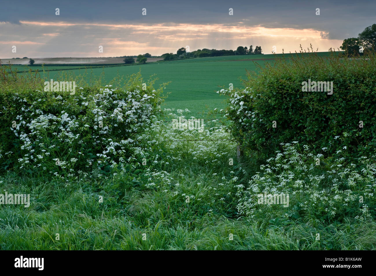 Summer evening at Itchen Stoke Down in Hampshire Stock Photo - Alamy