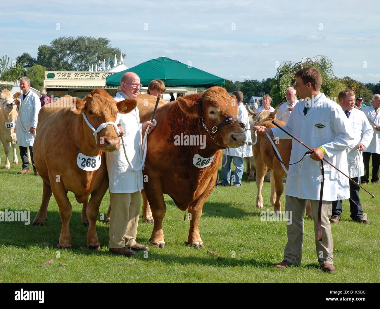 Cattle at show Stock Photo - Alamy