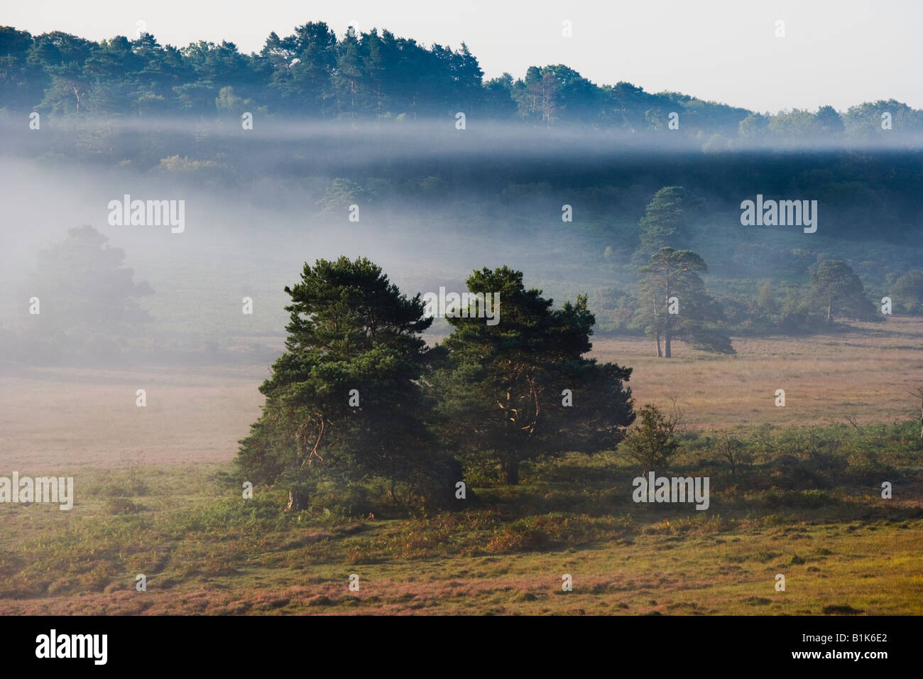 Early morning mist rising over the New Forest Stock Photo - Alamy