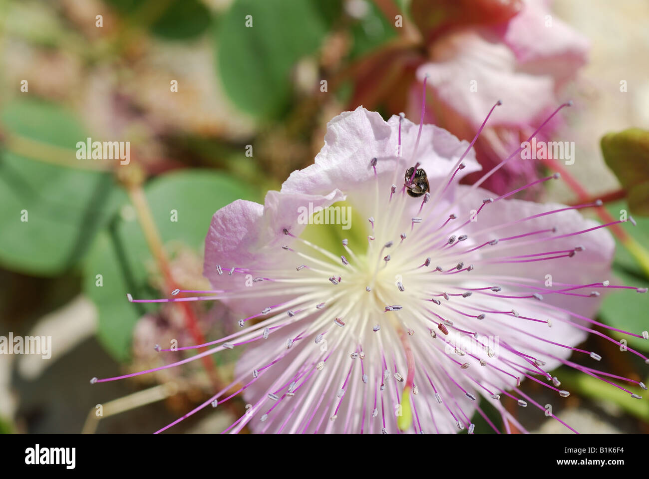 Small insect sitting on a flower Stock Photo - Alamy